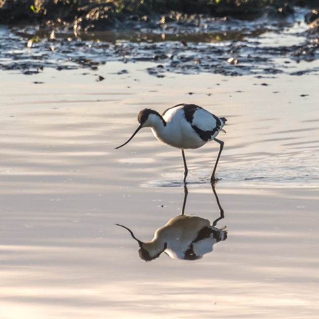 The Netherlands is a paradise for aquatic birds