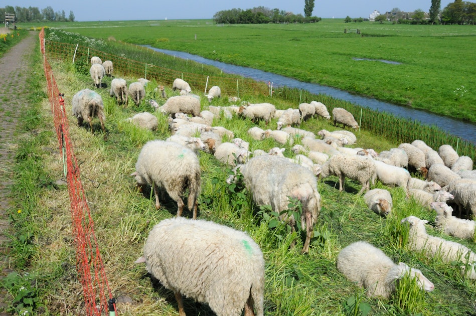 Schapen op de dijk op Marken: natuurbeheer met goede poep